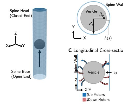 Idealized Dendritic Spine Geometry A We Consider Idealized Download Scientific Diagram