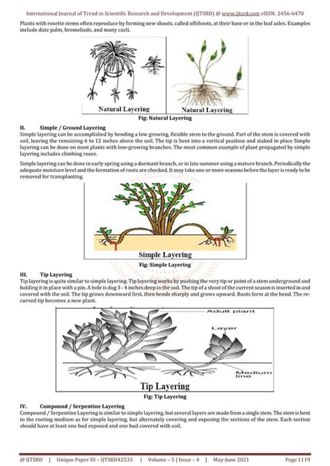 Methods Of Plant Propagation Sexual And Vegetative Pdf Woodworking