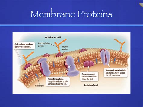 Cell Membrane Notes Simple Functions And Diagram