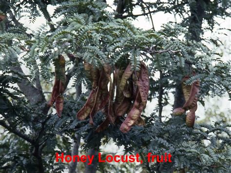 Trees And Shrubs Ppt