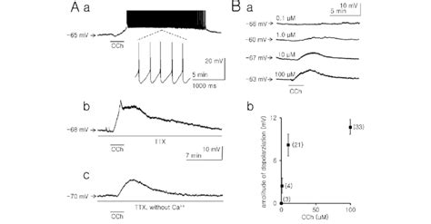Effects Of Cch On The Membrane Potential Of Mpfc Pyramidal Neurons