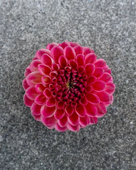 Snoho Doris Copper House Flower Farm