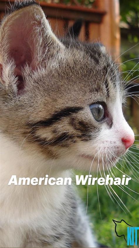 American Wirehair Cat