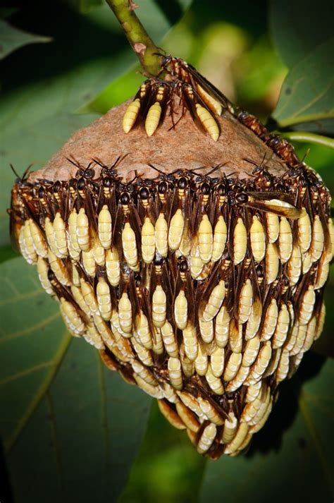 Wasp Nest Life Cycle 3 Defining Stages