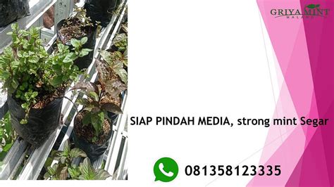 Siap Pindah Media Strong Mint Malang Bibttanamandaunungu Medium
