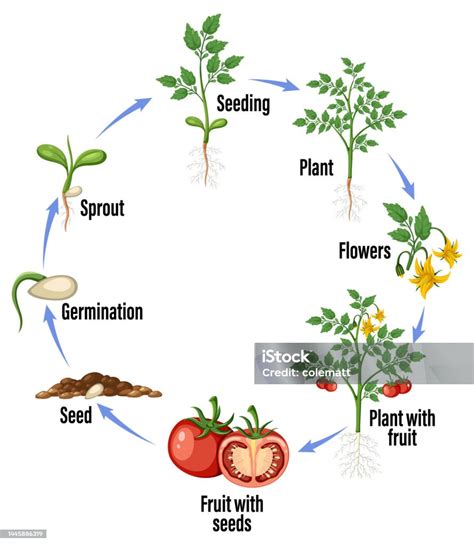 Diagramme Du Cycle De Vie Dun Plant De Tomate Vecteurs Libres De Droits Et Plus Dimages