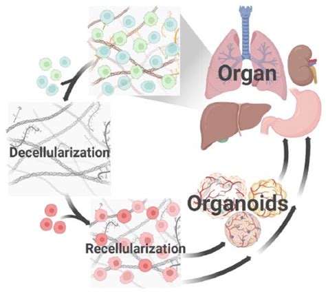 Decellularized Extracellular Matrix For Organoid And Engineered Organ