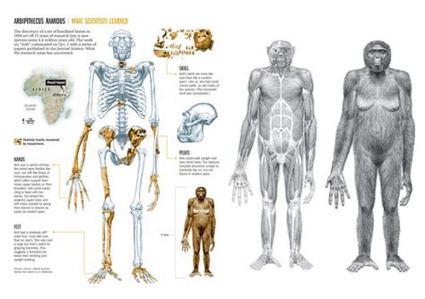 Ardipithecus Alchetron The Free Social Encyclopedia