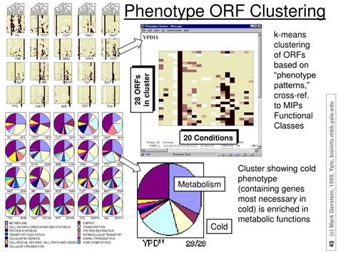 Ppt Analyzing Genomes And Transcriptomes With Structural And Functional Categories Powerpoint