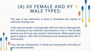 BOTANY THEORIES OF SEX DETERMINATION Pptx