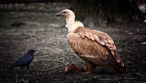 Bist Du Denn Des Wahnsinns Fette Beute Foto And Bild Reportage