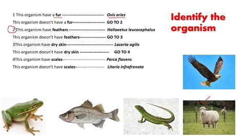 Dichotomous Key Of Frog At Michael Purdy Blog