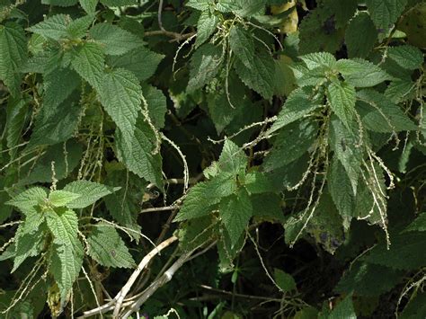 Flower Gallery Urticaceae Nika8591