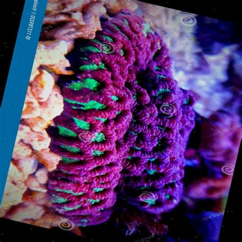 Coraldetection 2 Object Detection Model V2 2024 02 02 813pm By Minor Project 2