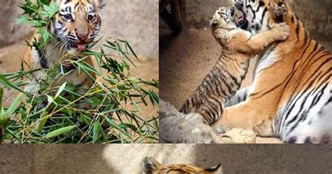 내 이름은 뭘까요…서울대공원서 멸종위기 시베리아호랑이 100일 맞이