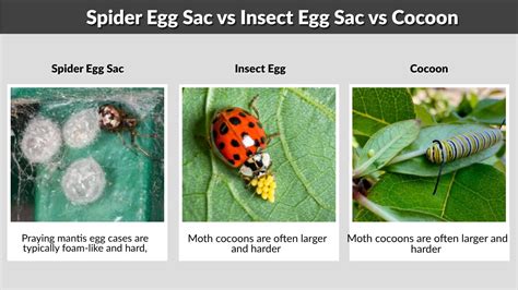 Spider Egg Sac Identification Complete Guide With Chart And Pictures