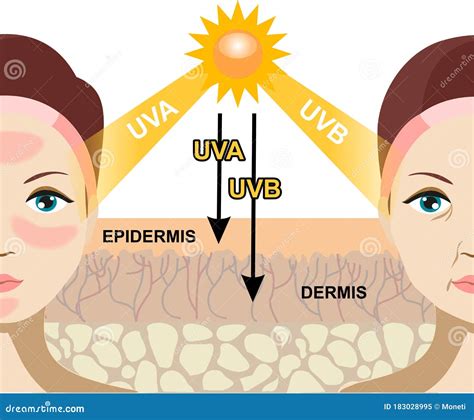 The Difference Of Radiation 2 Types In Sunlight Which Is Harmful To The