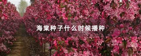 海棠种子什么时候播种？ 园林杂谈 长景园林网