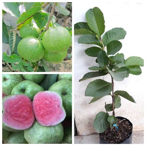 Trồng ổi Ruby Như Thế Nào để Mang Lại Hiệu Quả Về Mặt Năng Suất Công