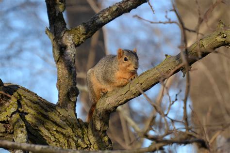 Eastern Fox Squirrel Port Royal Sound Foundation