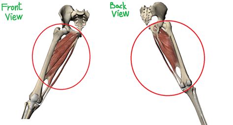 고관절 내전근 해부학 엉덩관절 모음근 해부학 Hip Joint Adductor Com 네이버 포스트