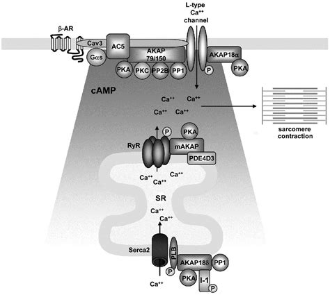 Figure 1 1 From Phosphodiesterases 4b And 4d Differentially Regulate Camp Signaling In Calcium