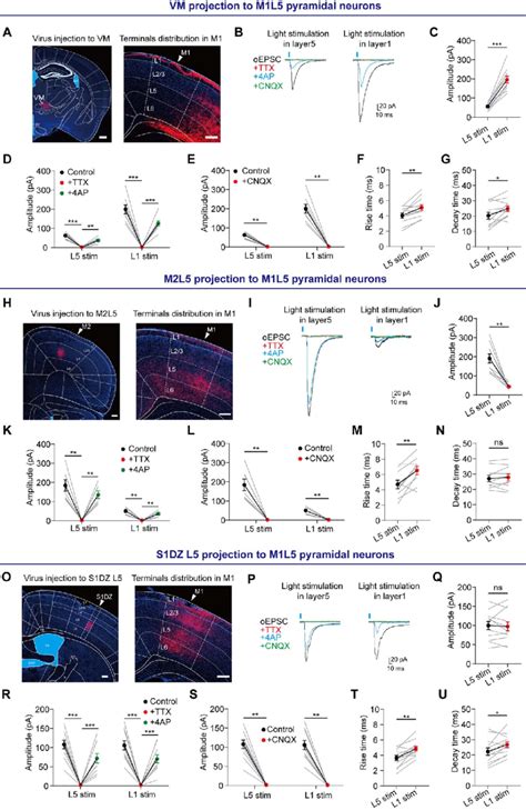 Functional Assessment Of Synaptic Connectivity Patterns To M1l5 Neurons