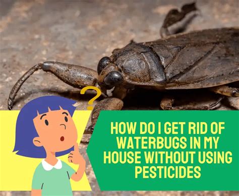 How To Get Rid Of Waterbugs In Apartment Best Ways