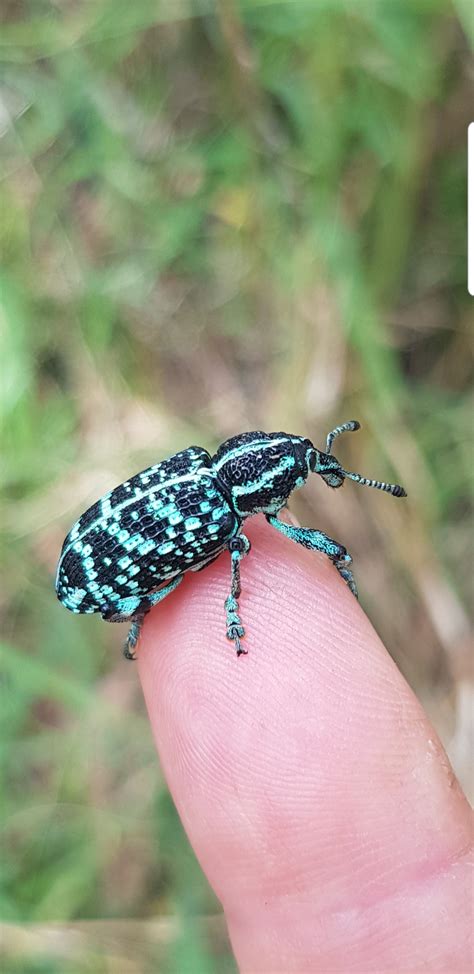 A Botany Bay Weevil R Weeviltime