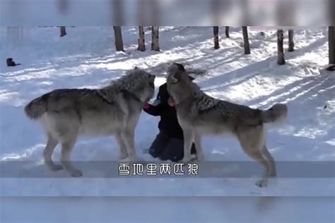 大棕熊出门遛弯看见俄罗斯大叔躺在门口赶紧退回去 大叔 俄罗斯 棕熊