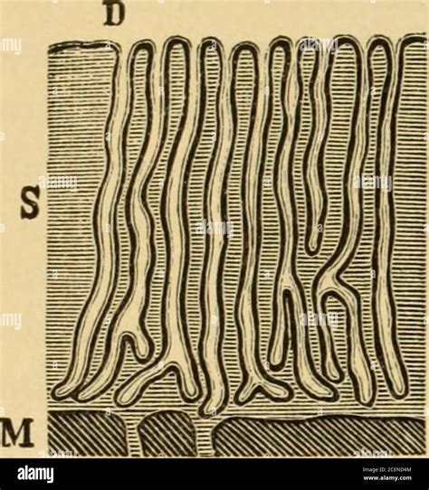 The Science And Art Of Midwifery E Closely Interwovenwith The Transverse Fibers As They