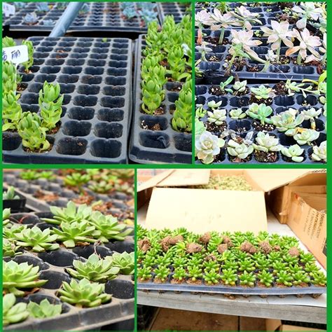 5pcs Thicken Nursery Pot Plate 200 Holes Plastic G Vicedeal