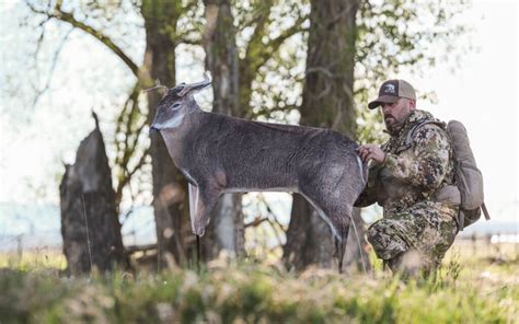 Best Placement Practices For Deer Decoys Montana Decoy