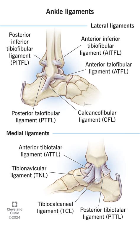 Ligamentum Dr Leie Orthopaedic Surgeon Perth Posterior Cruciate
