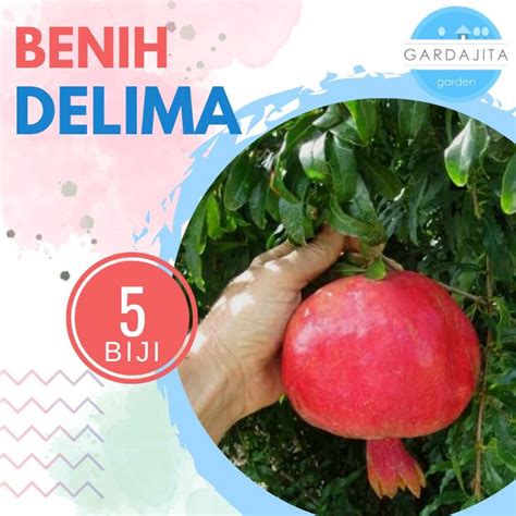 Jual Benih Delima Isi 5 Biji Buah Shopee Indonesia