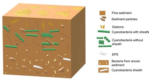 Graphic Representation Of The Structure And Composition Of The Download Scientific Diagram