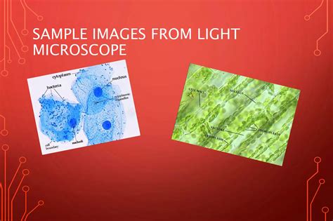 Light Microscope Vs Electron Microscope Pptx