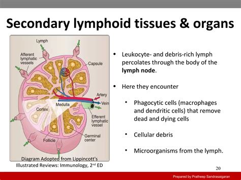 Primary And Secondary Lymphoid Organs Ppt