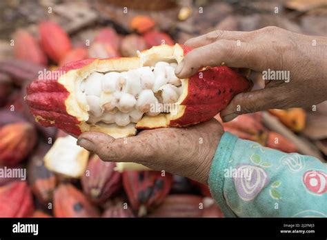 A Farm Worker Breaks Open A Cocoa Pod To Expose The Beans On A Cocoa Plantation In Mamuju