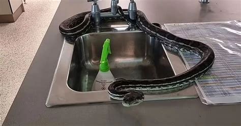 Classroom Horror As Gigantic Python Slithers Into School And Disrupts