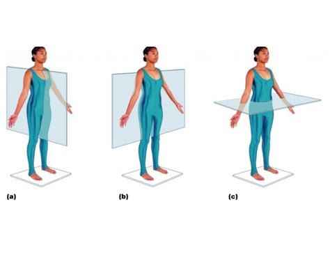 Body Planes Worksheet Pdf Fill Online Printable Fillable