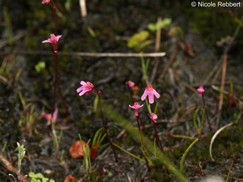 Utricularia Tenella Photos