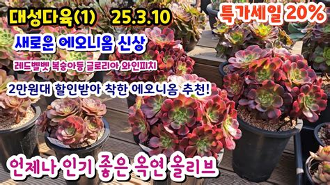 대성다육 1 25310 예쁜 에오니옴 초코렛금 글로리아 와인피치 복숭아등 레드벨벳 입고 인기좋은 올리브 옥연 Youtube