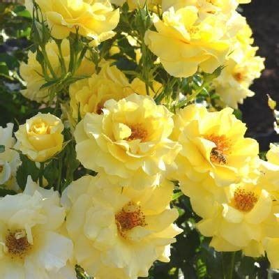 本日の薔薇サンフレア京阪園芸ガーデナーズ 京阪園芸ガーデナーズのブログ