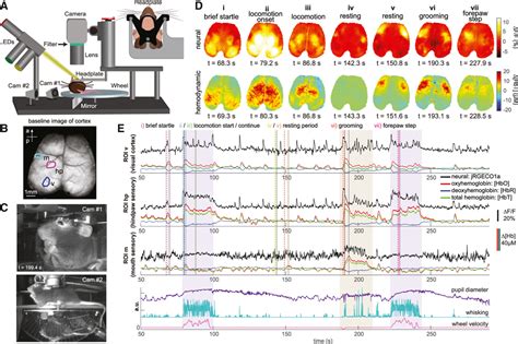 Cortex Wide Neural Dynamics Predict Behavioral States And Provide A Neural Basis For Resting
