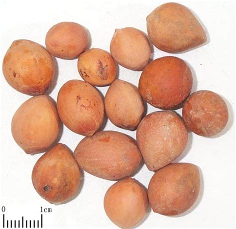 F 榧子 华夏中医论坛