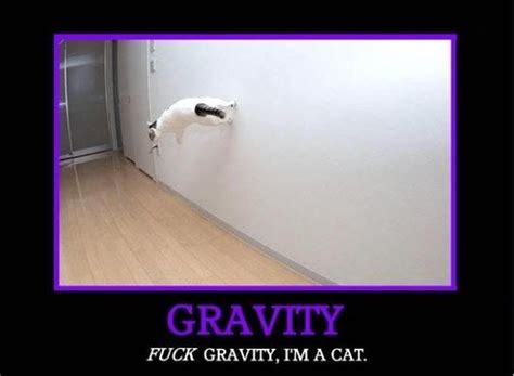 Image Gravity Cat Know Your Meme
