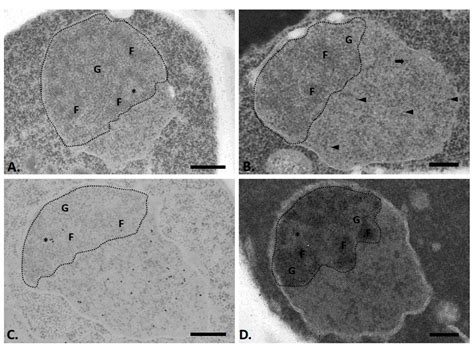 Saccharomyces Cerevisiae Electron Microscope