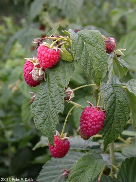 Rubus Idaeus Wild Red Raspberry Minnesota Wildflowers