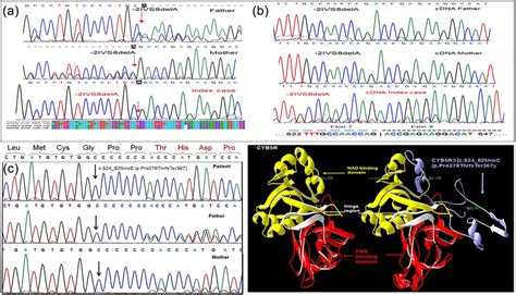 A Dna Sequencing Chromatogram Of Novel Variant In Patient 3 Download Scientific Diagram